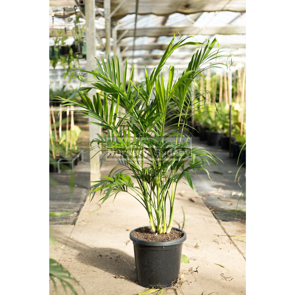 Kentia Palm Howea forsteriana Large 300mm pot – BUDGET WHOLESALE ...