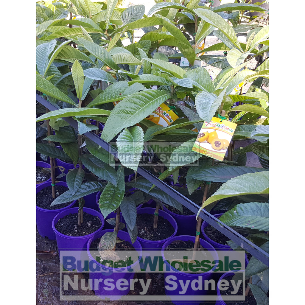 Loquat plant 200mm – BUDGET WHOLESALE NURSERY SYDNEY
