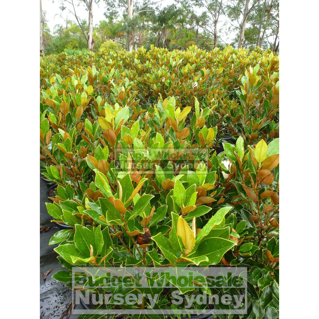 Magnolia Little Gem Large 400mm/45Lt Pot | Budget Wholesale Nursery Sydney