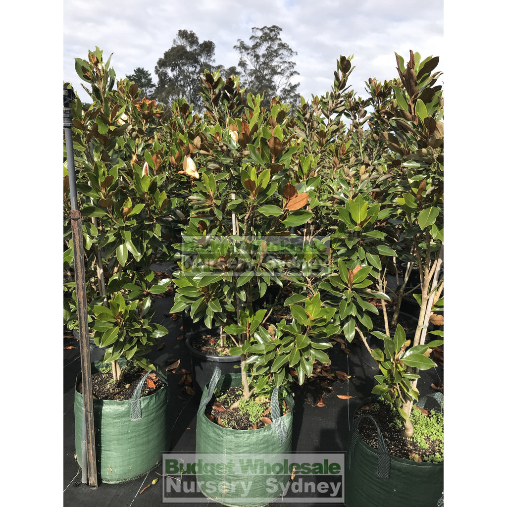 Magnolia Little Gem Large 400mm/45Lt Pot | Budget Wholesale Nursery Sydney