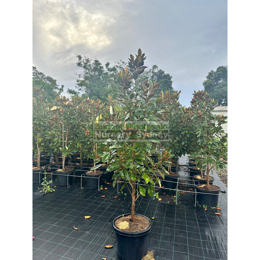 Magnolia Little Gem Large 400mm/45Lt Pot | Budget Wholesale Nursery Sydney
