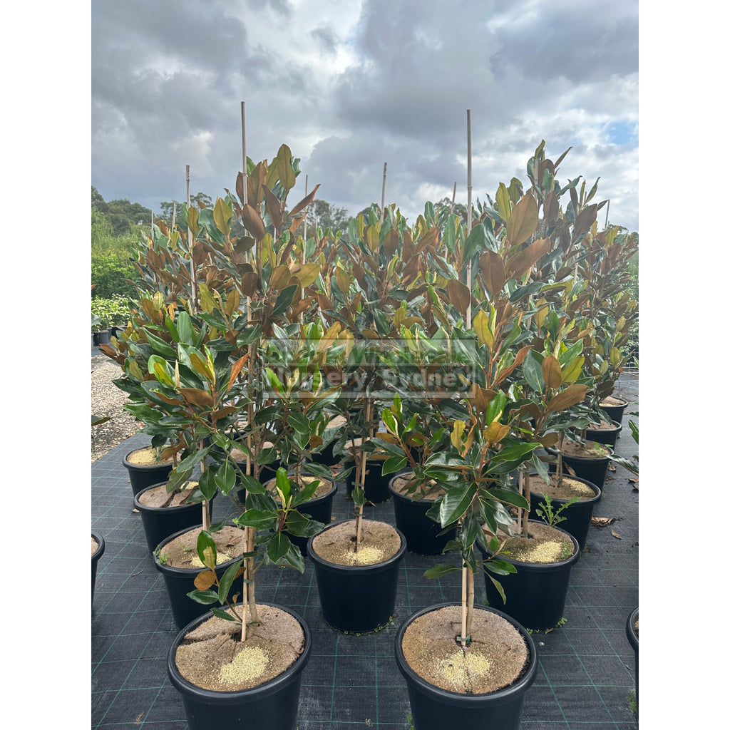 Magnolia Little Gem Large 400mm/45Lt Pot – BUDGET WHOLESALE NURSERY SYDNEY