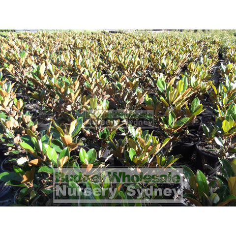 Magnolia Little Gem Large 400mm/45Lt Pot | Budget Wholesale Nursery Sydney