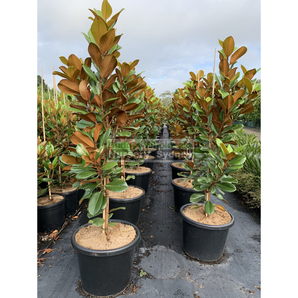 Magnolia Teddy Bear 400mm Pot Advanced Plant | Budget Wholesale Nursery ...