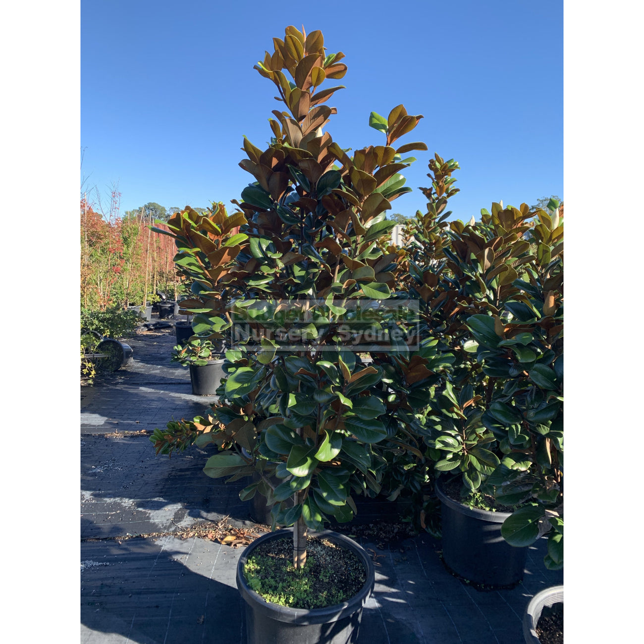 Magnolia Teddy Bear 480mm/500mm pot / 75L Advanced Plant – BUDGET ...