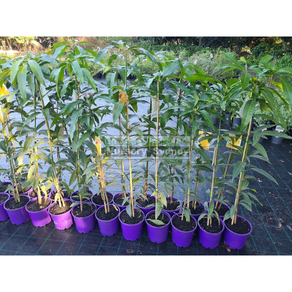 Mango Tree Kensington 200mm Pots Mangifera indica Edible Fruit – BUDGET ...