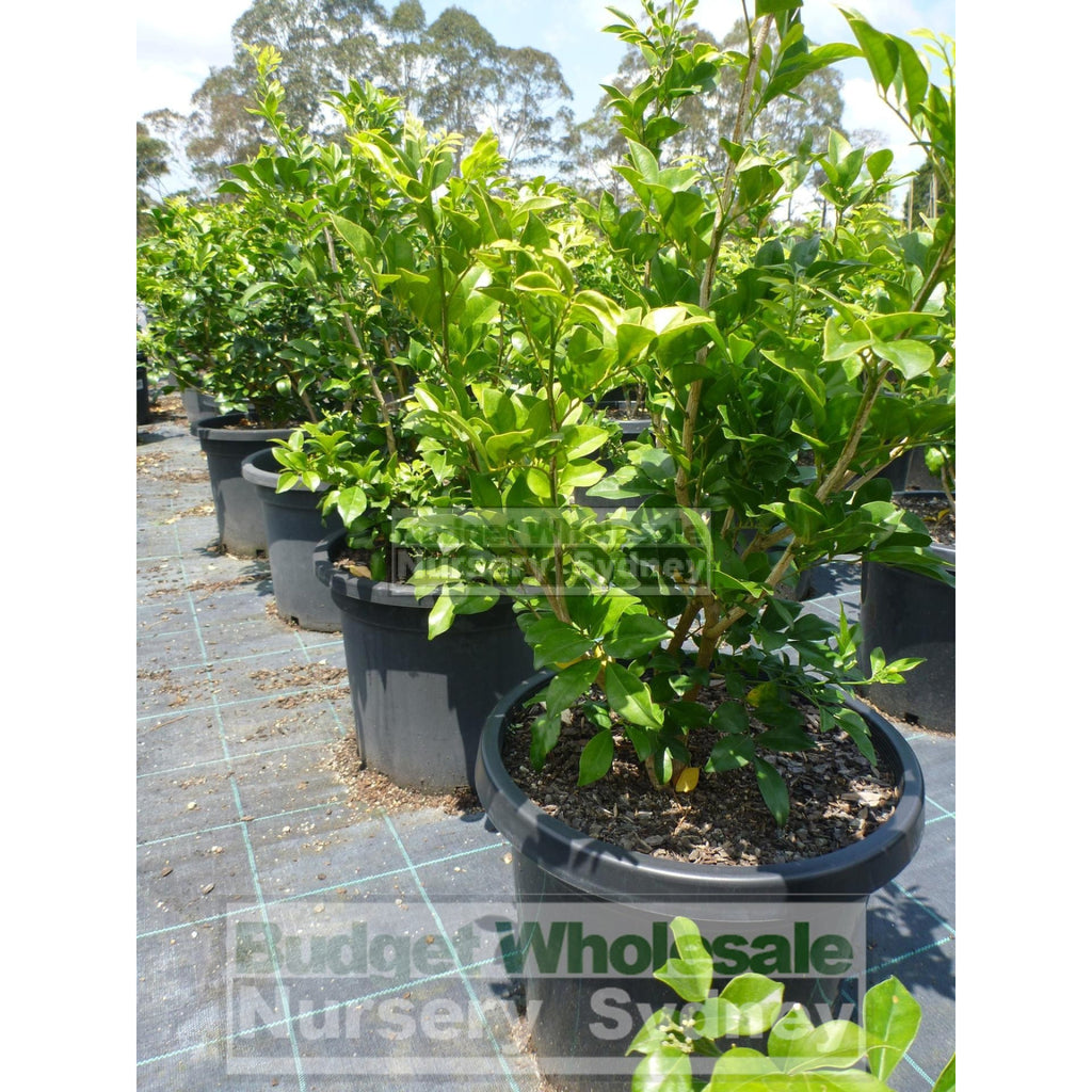 Murraya Paniculata Large (Orange Jasmine) 300mm Pot ADVANCED | Budget ...