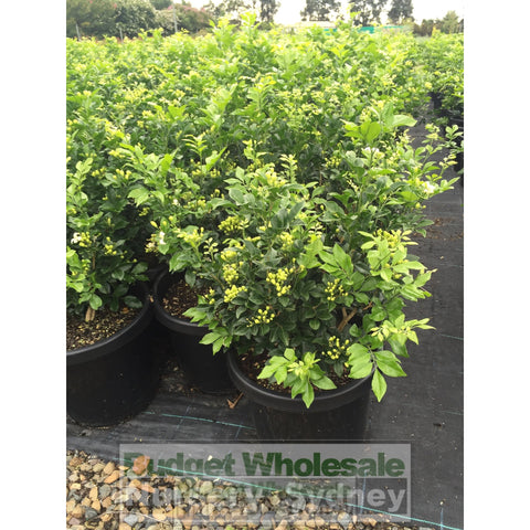 Murraya Paniculata Large (Orange Jasmine) 300mm Pot ADVANCED | Budget ...