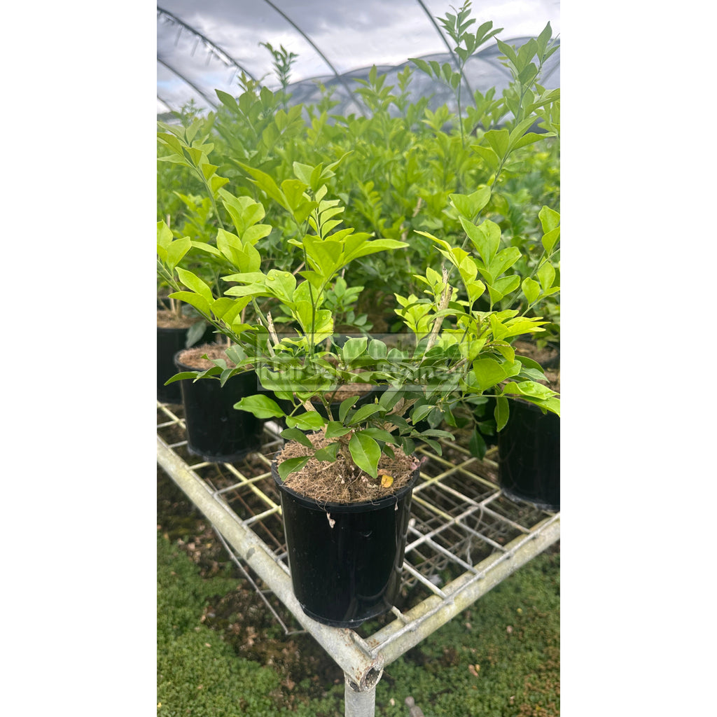 Murraya Paniculata Sydney 140mm pots Buy Online Now – BUDGET WHOLESALE ...