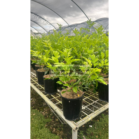 Murraya Paniculata Sydney 140mm pots Buy Online Now | Budget Wholesale ...