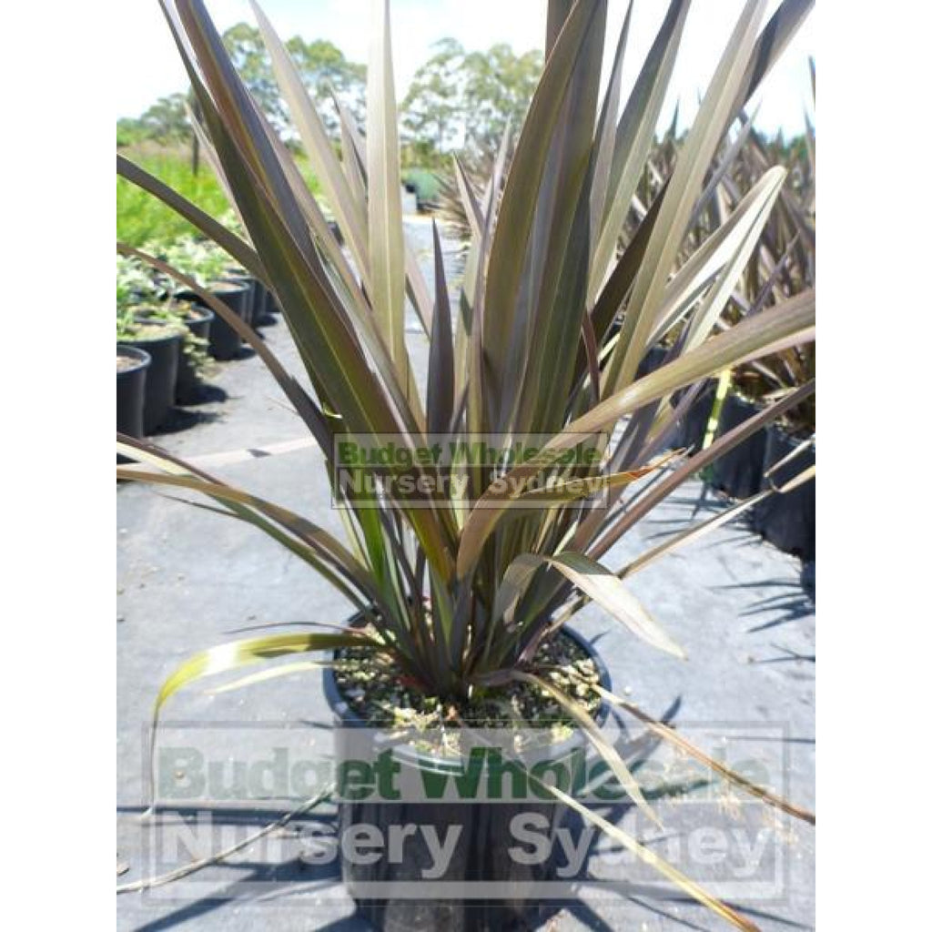 New Zealand Flax Purple 200MM Pot. Phormium tennax purpurea Full Sun o ...