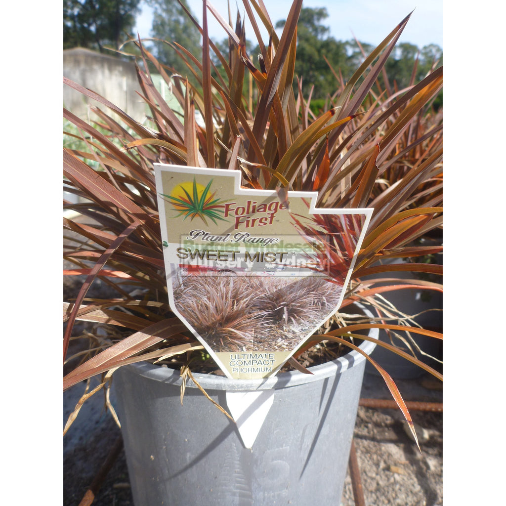 Phormium Sweet Mist (NZ Flax) 200mm – BUDGET WHOLESALE NURSERY SYDNEY