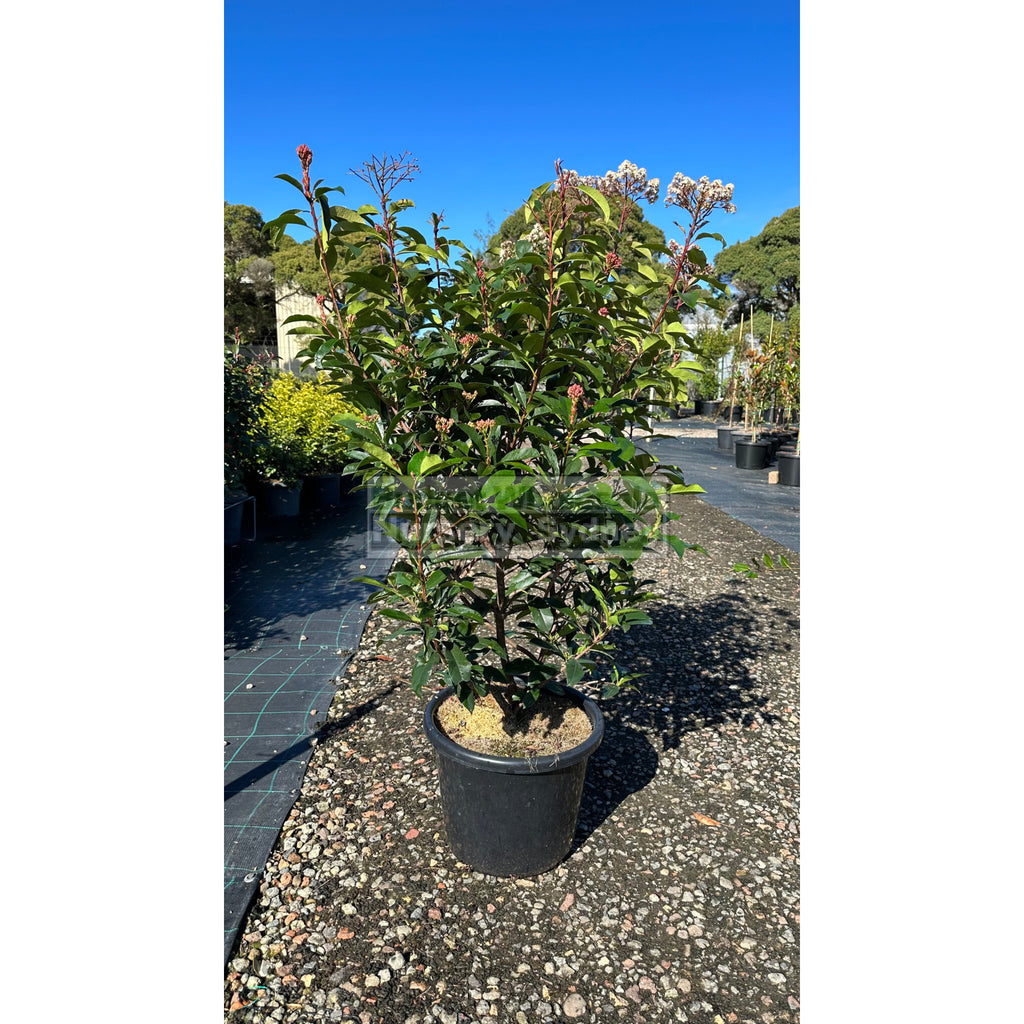 Photinia Red Robin Extra Large 400mm Pot. | Budget Wholesale Nursery Sydney