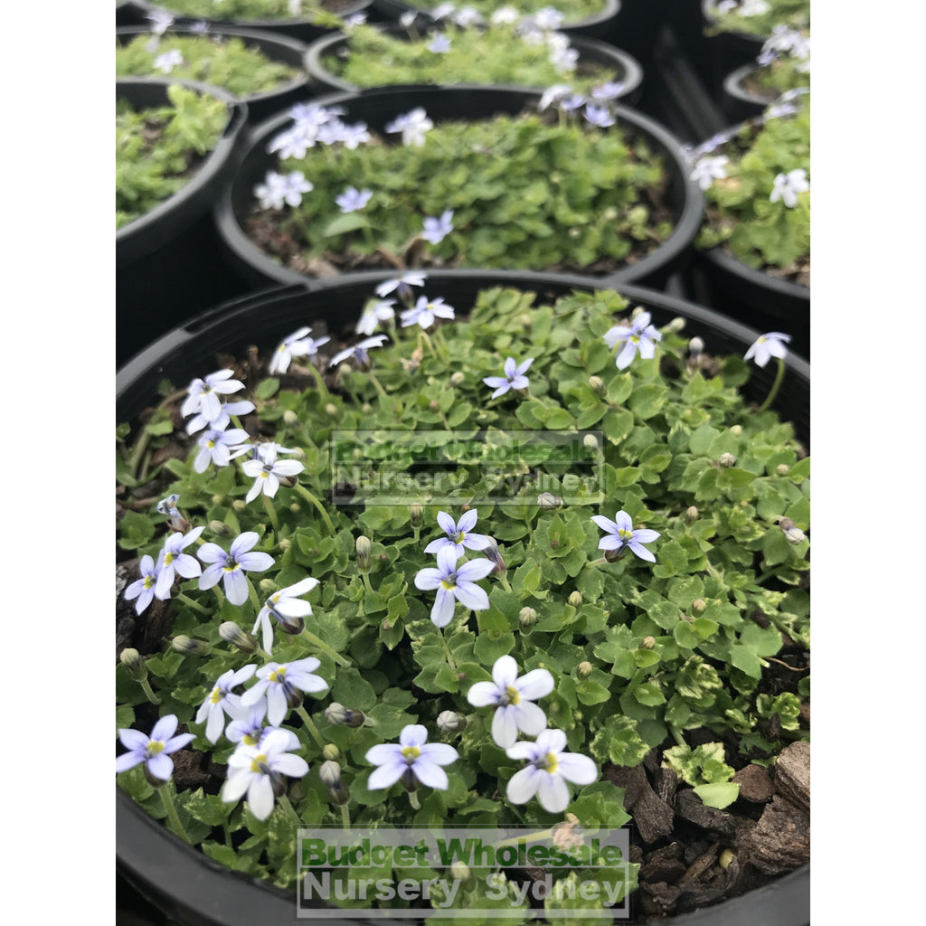 Pratia Blue - Pratia Puberula 140mm Pot Alpine Pratia – BUDGET ...