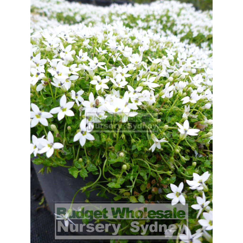 Pratia White Pedunculata 140mm Pot – BUDGET WHOLESALE NURSERY SYDNEY