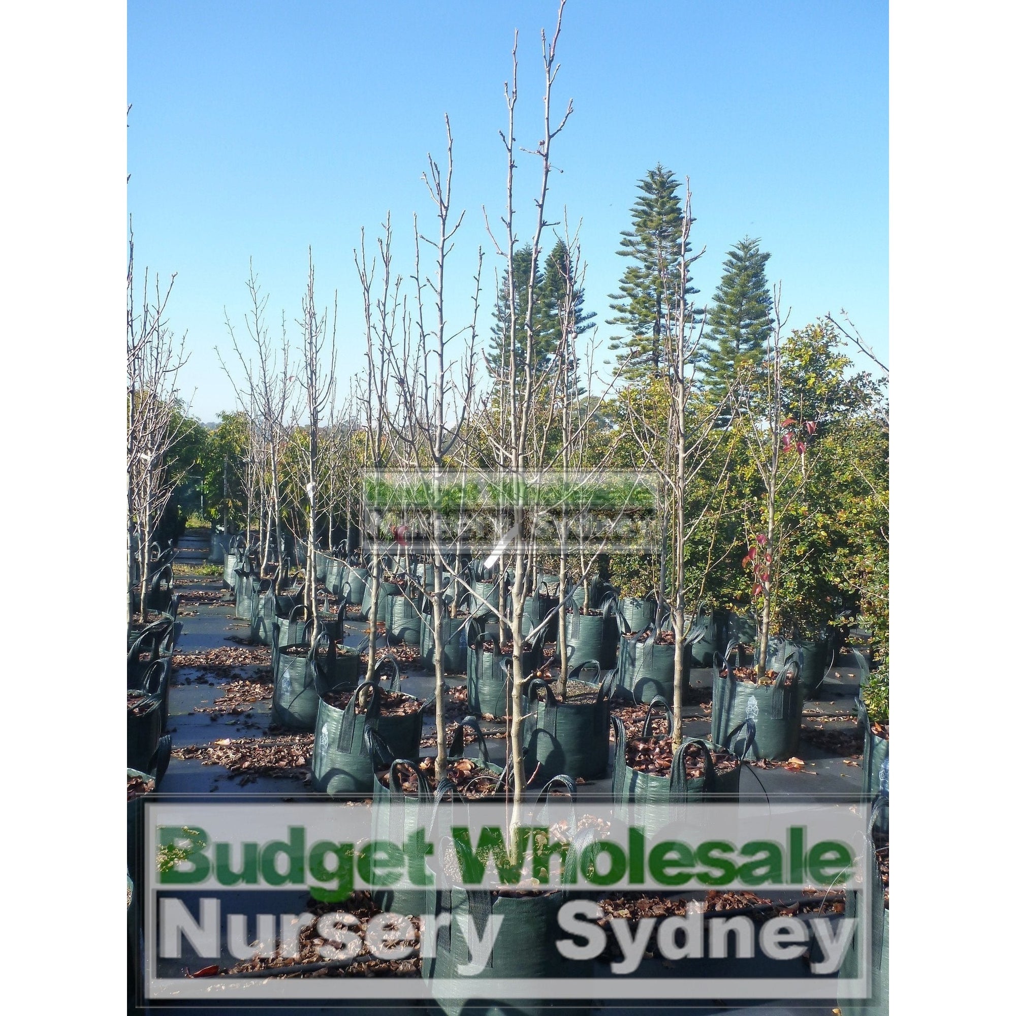 Pyrus calleryana Capital 45L Ornamental Pear – BUDGET WHOLESALE NURSERY ...