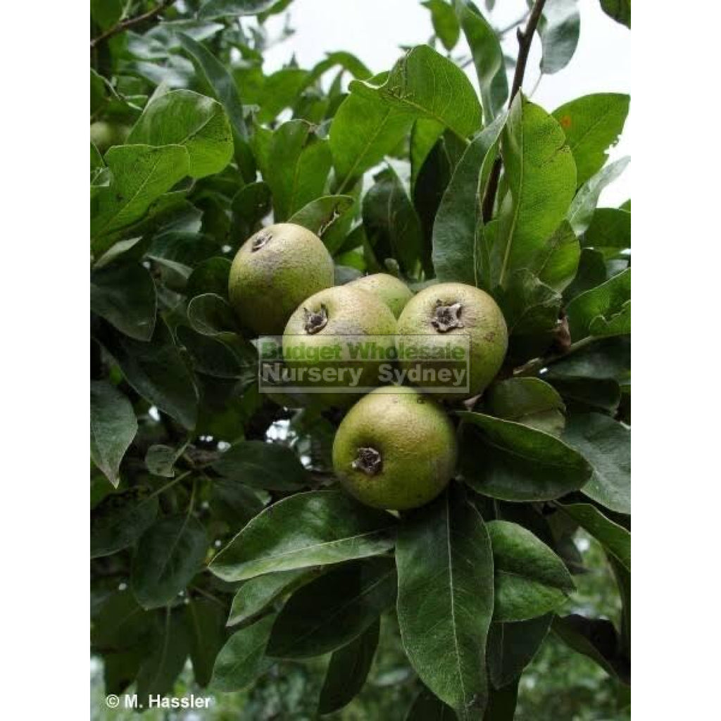 Pyrus nivalis 25L / 300mm pot Snow Pear Tree – BUDGET WHOLESALE NURSERY ...