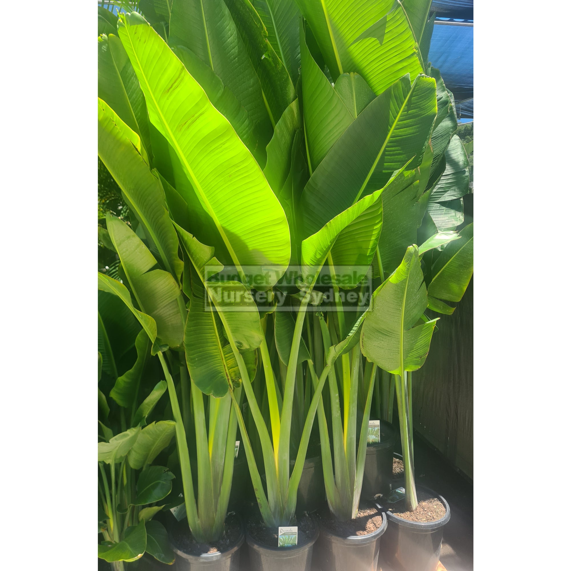 Ravenala madagascariensis (Travellers Palm) 300mm pot – BUDGET ...