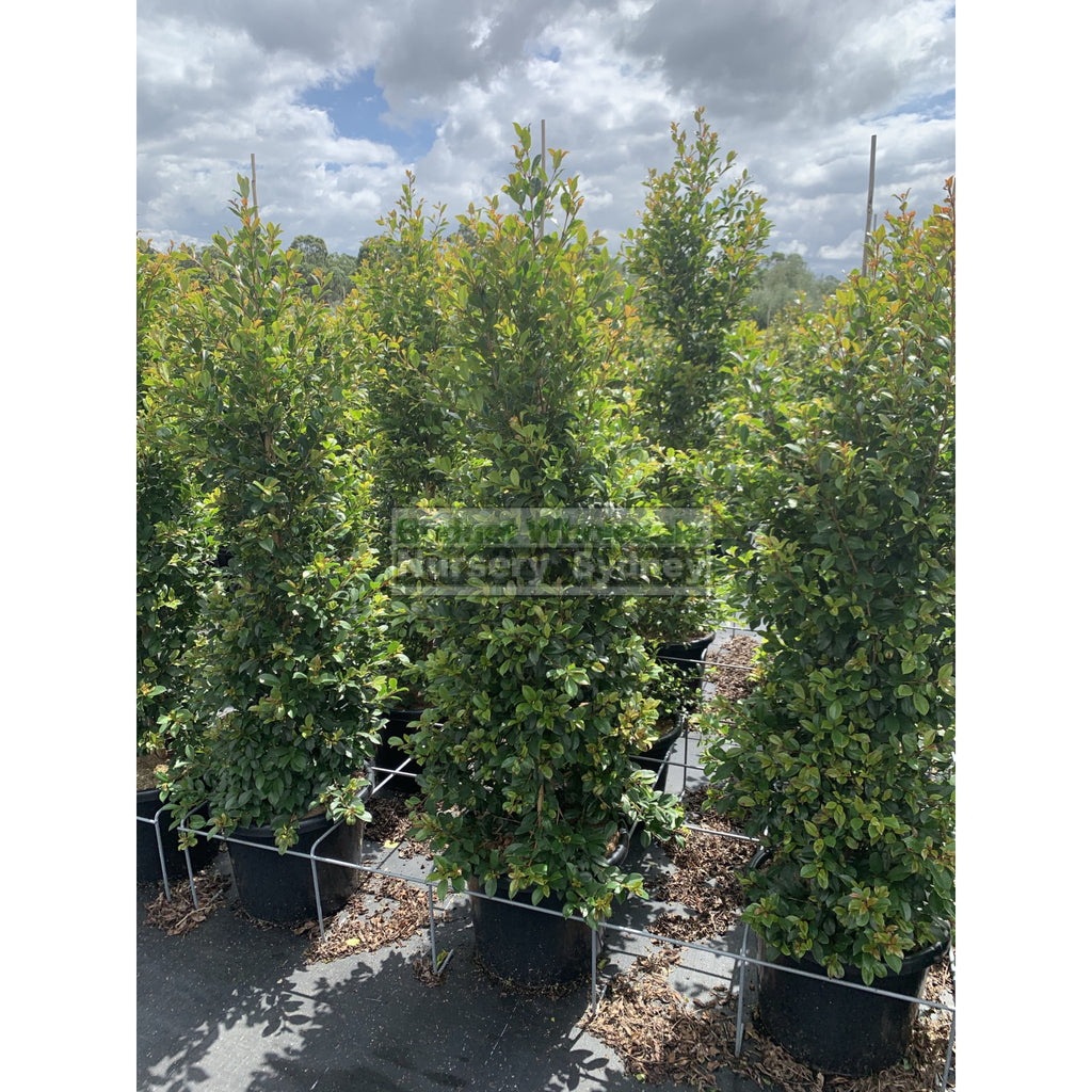 Syzygium Backyard Bliss XXLarge 400mm Pot lily pilly | Budget Wholesale ...