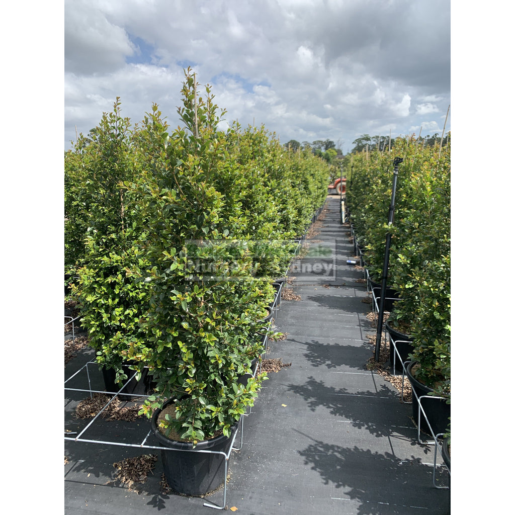Syzygium Backyard Bliss XXLarge 400mm Pot lily pilly | Budget Wholesale ...
