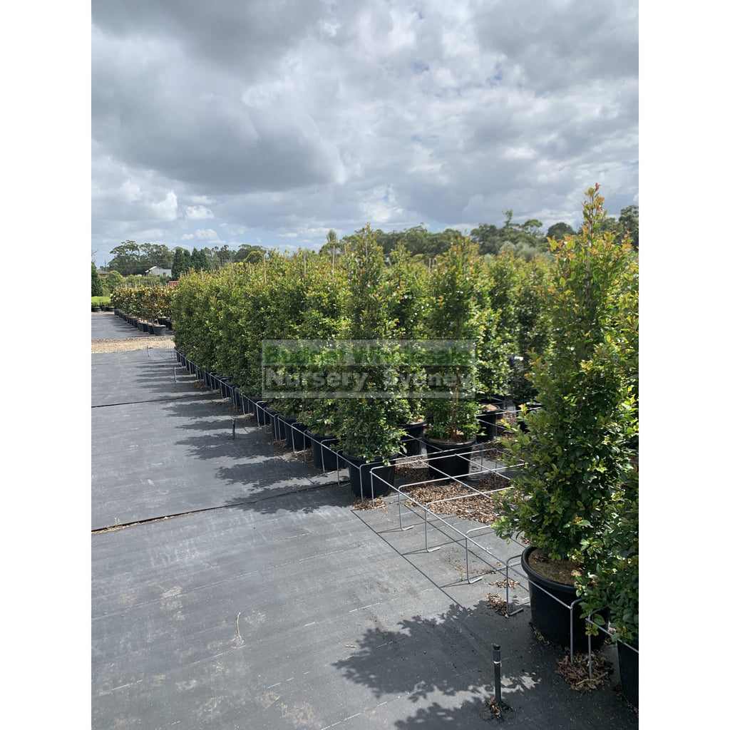 Syzygium Backyard Bliss XXLarge 400mm Pot lily pilly | Budget Wholesale ...