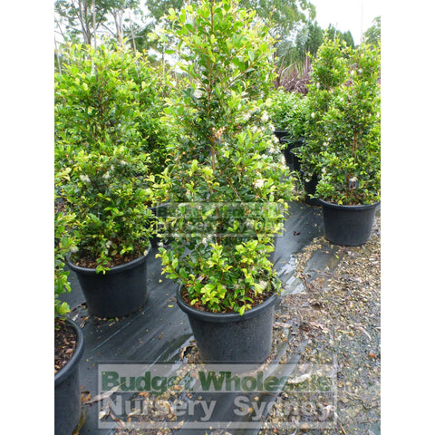 Syzygium Resilience 400mm Pot / 45Lt | Budget Wholesale Nursery Sydney
