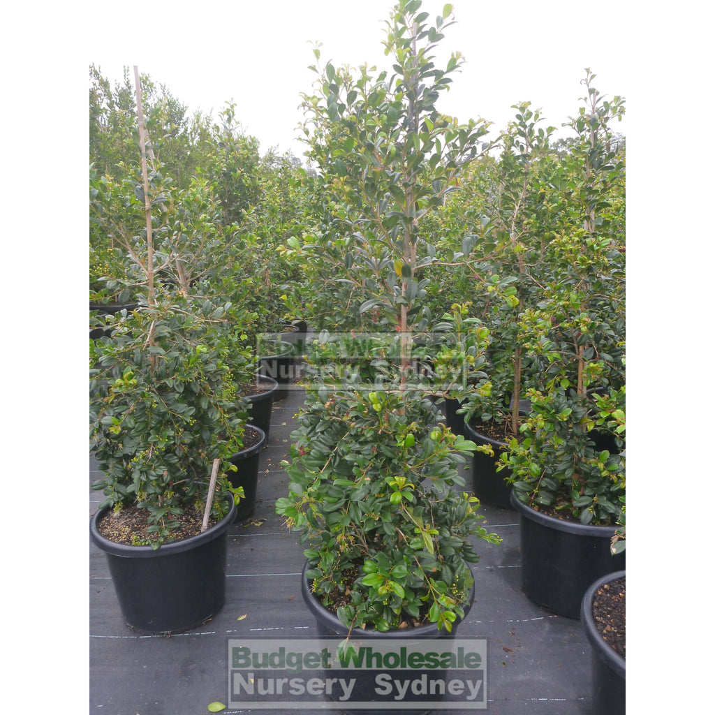 Syzygium Resilience 400mm Pot / 45Lt | Budget Wholesale Nursery Sydney