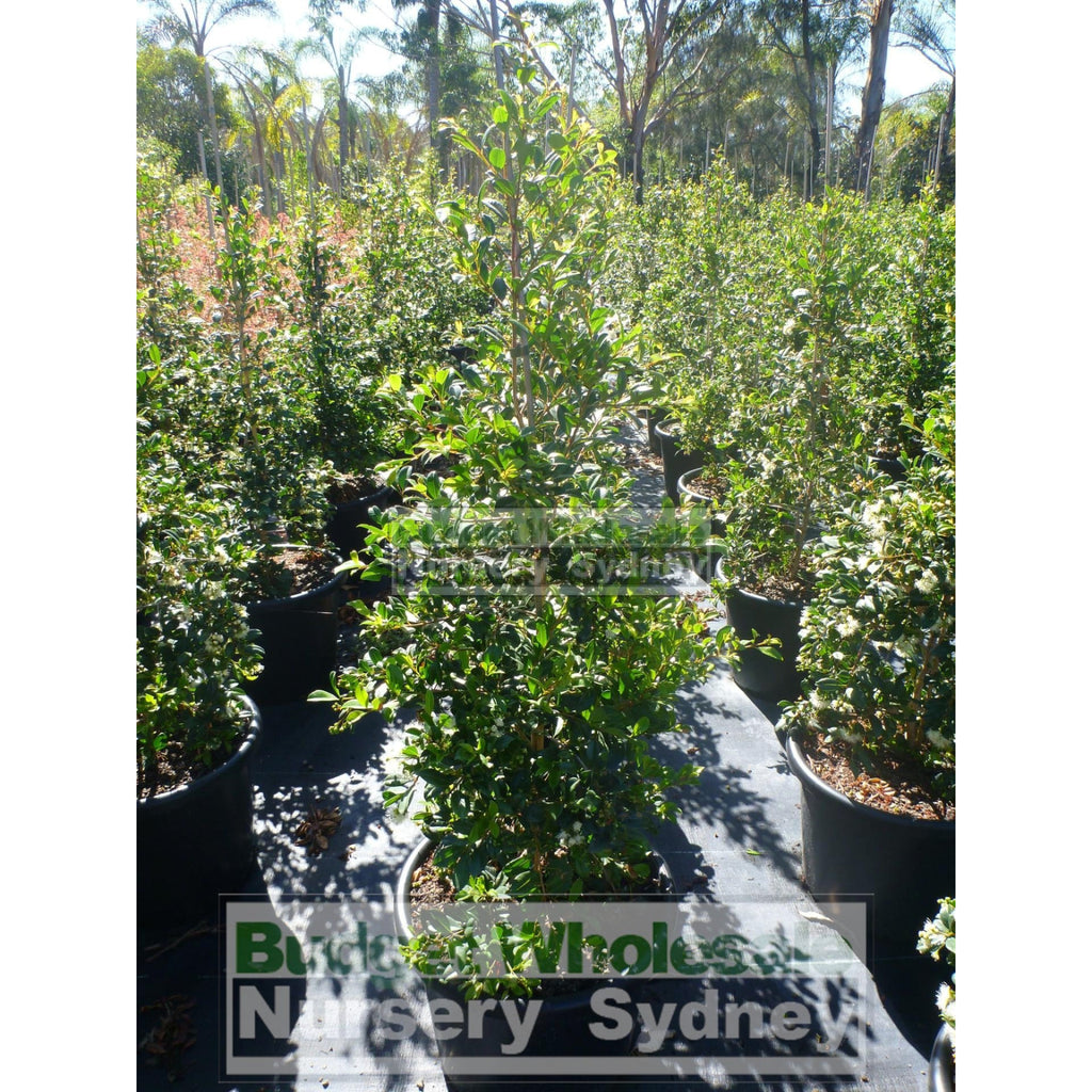 Syzygium Resilience 400mm Pot / 45Lt | Budget Wholesale Nursery Sydney