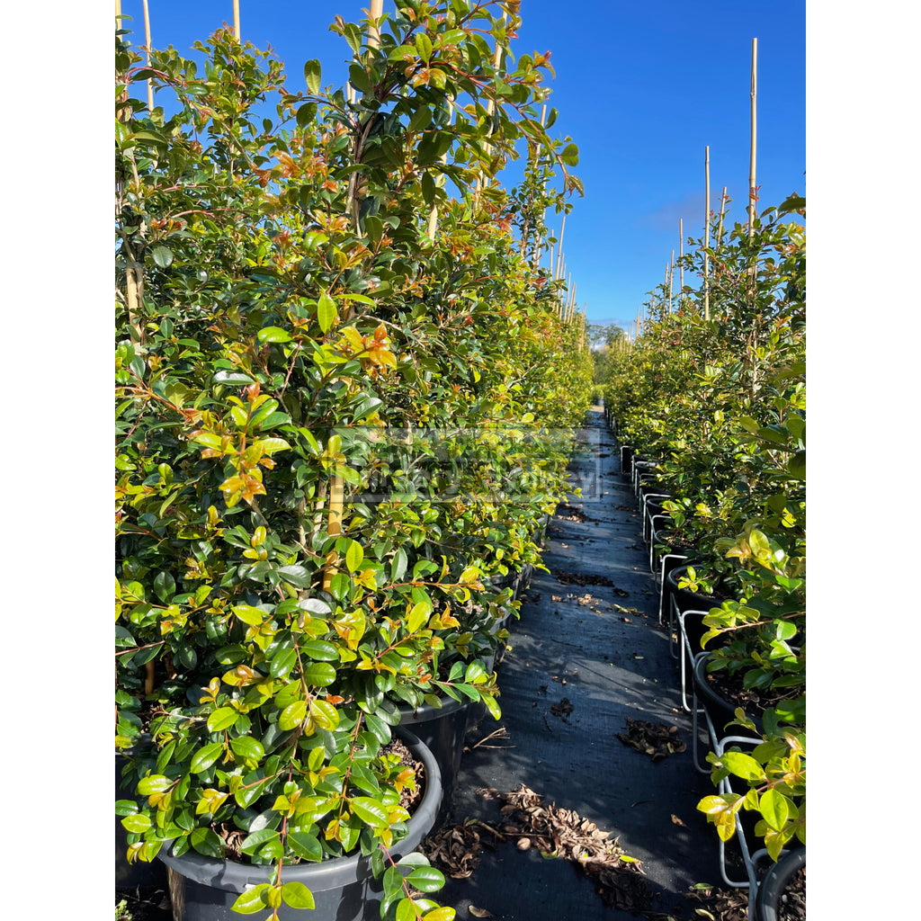 Syzygium Resilience 400mm Pot / 45Lt | Budget Wholesale Nursery Sydney