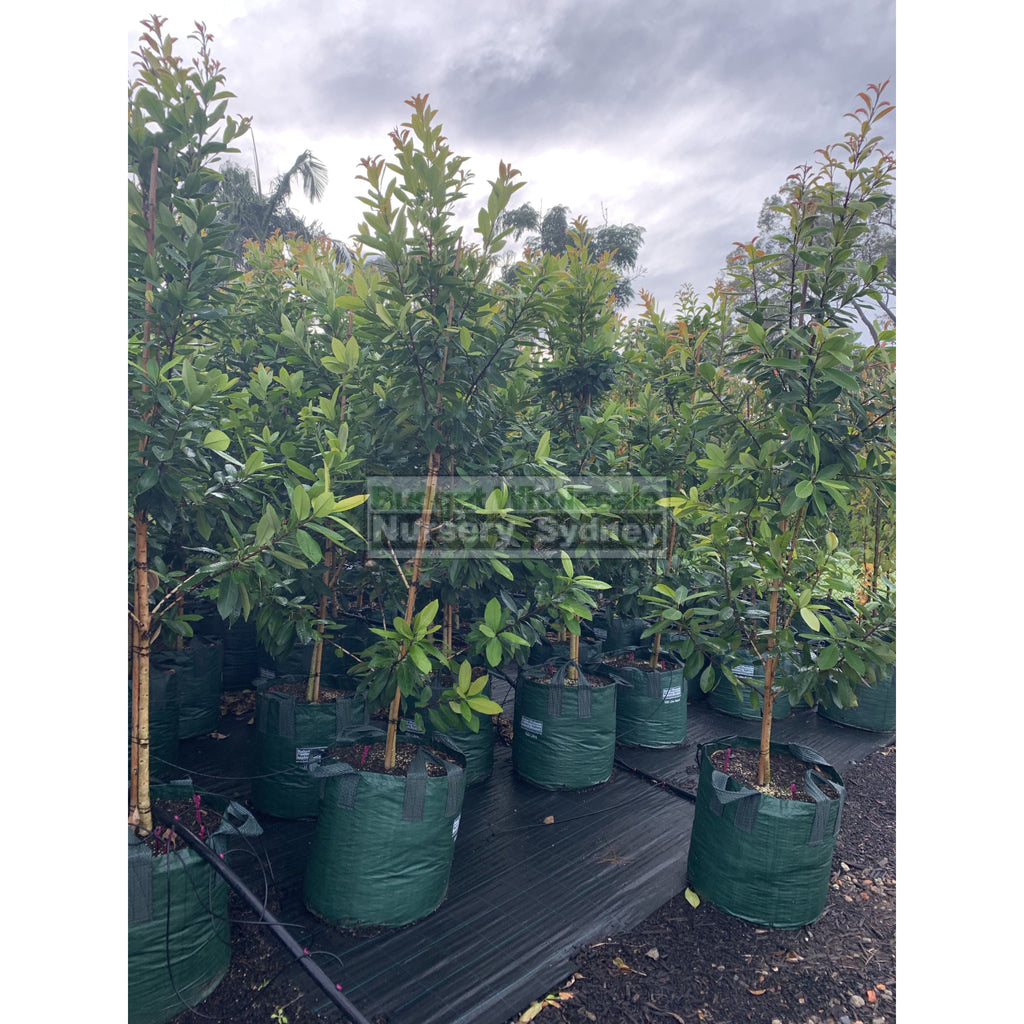 Tristaniopsis laurina 'luscious' Super Large 100Lt Water Gum Tree (dow ...