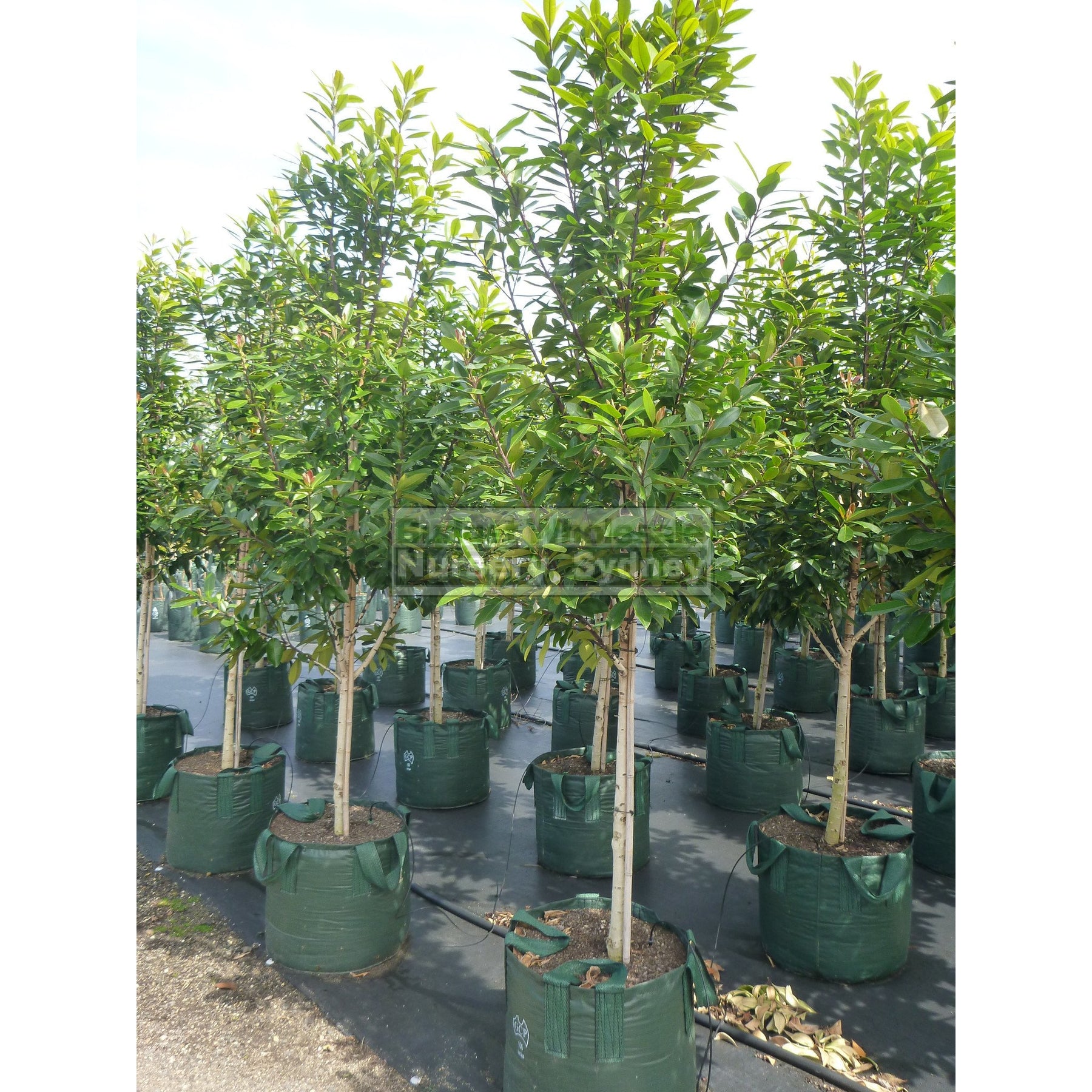 Tristaniopsis laurina Super Large 100Lt Water Gum Tree – BUDGET ...