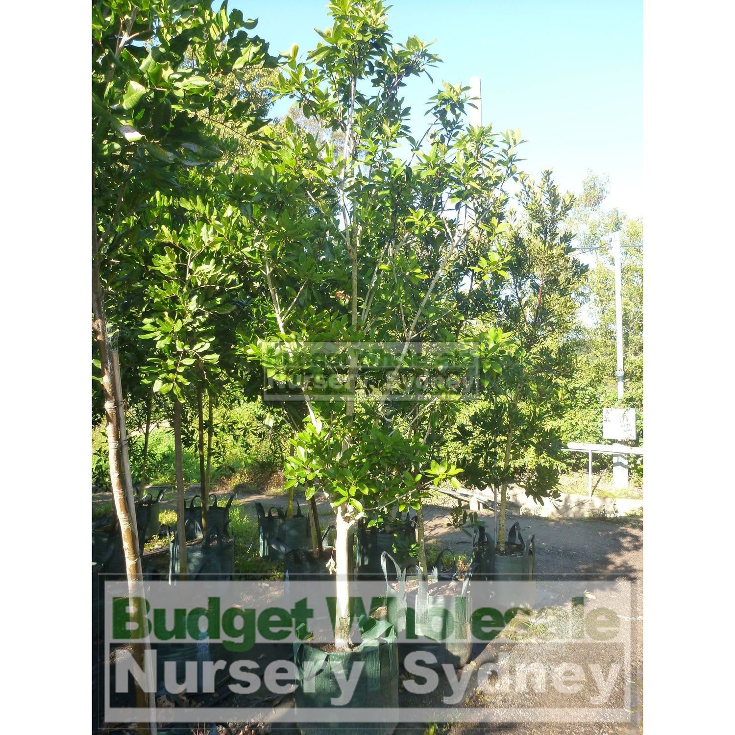 Tristaniopsis laurina Super Large 100Lt Water Gum Tree – BUDGET ...