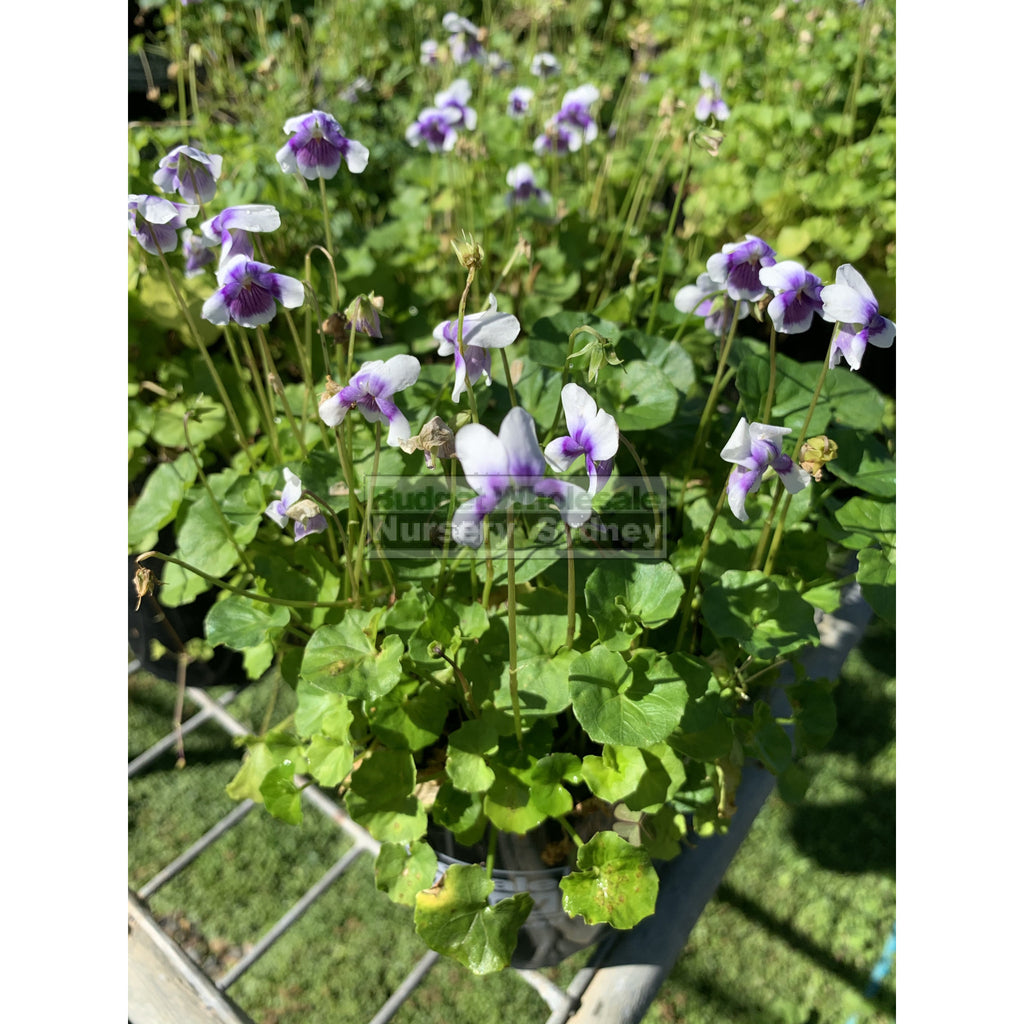 Viola hederacea 140mm pot or Australian Native Violet | Budget ...