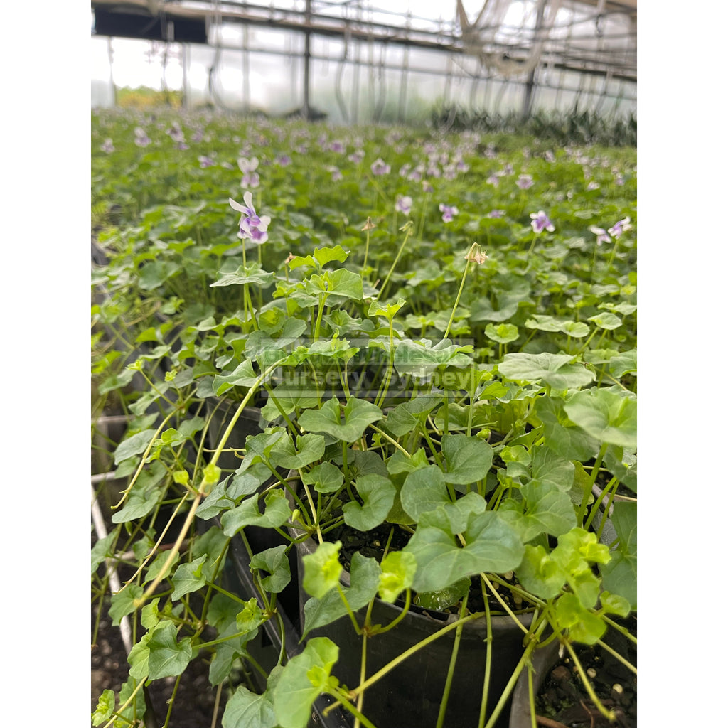 Viola hederacea 140mm pot or Australian Native Violet | Budget ...