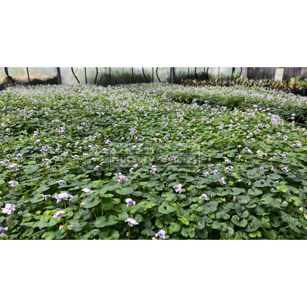 Viola hederacea 140mm pot or Australian Native Violet | Budget ...