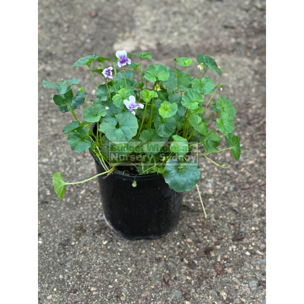 Viola hederacea 140mm pot or Australian Native Violet | Budget ...