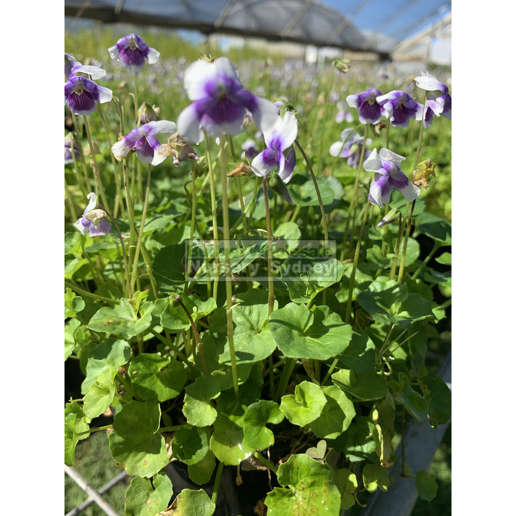 Viola hederacea 140mm pot or Australian Native Violet | Budget ...