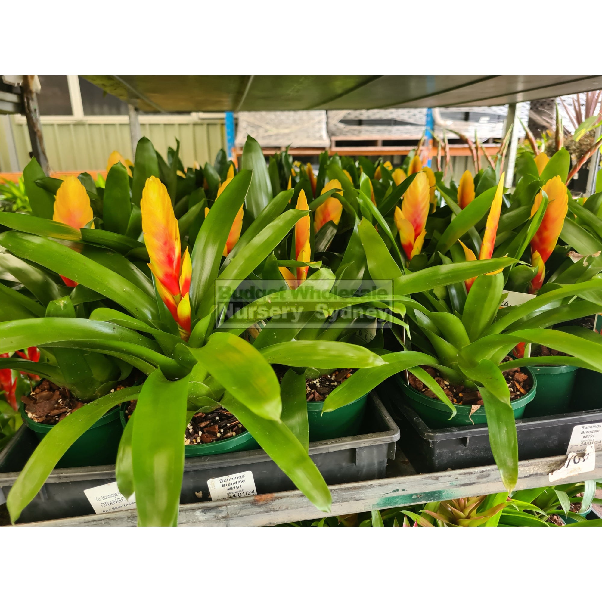 Vriesia (Bromeliad) 100mm or 140mm Mixed Colours – BUDGET WHOLESALE ...