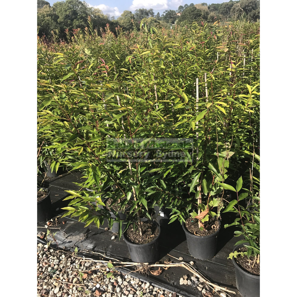Waterhousia floribunda 200mm pot Weeping Lilly Pilly – BUDGET WHOLESALE ...