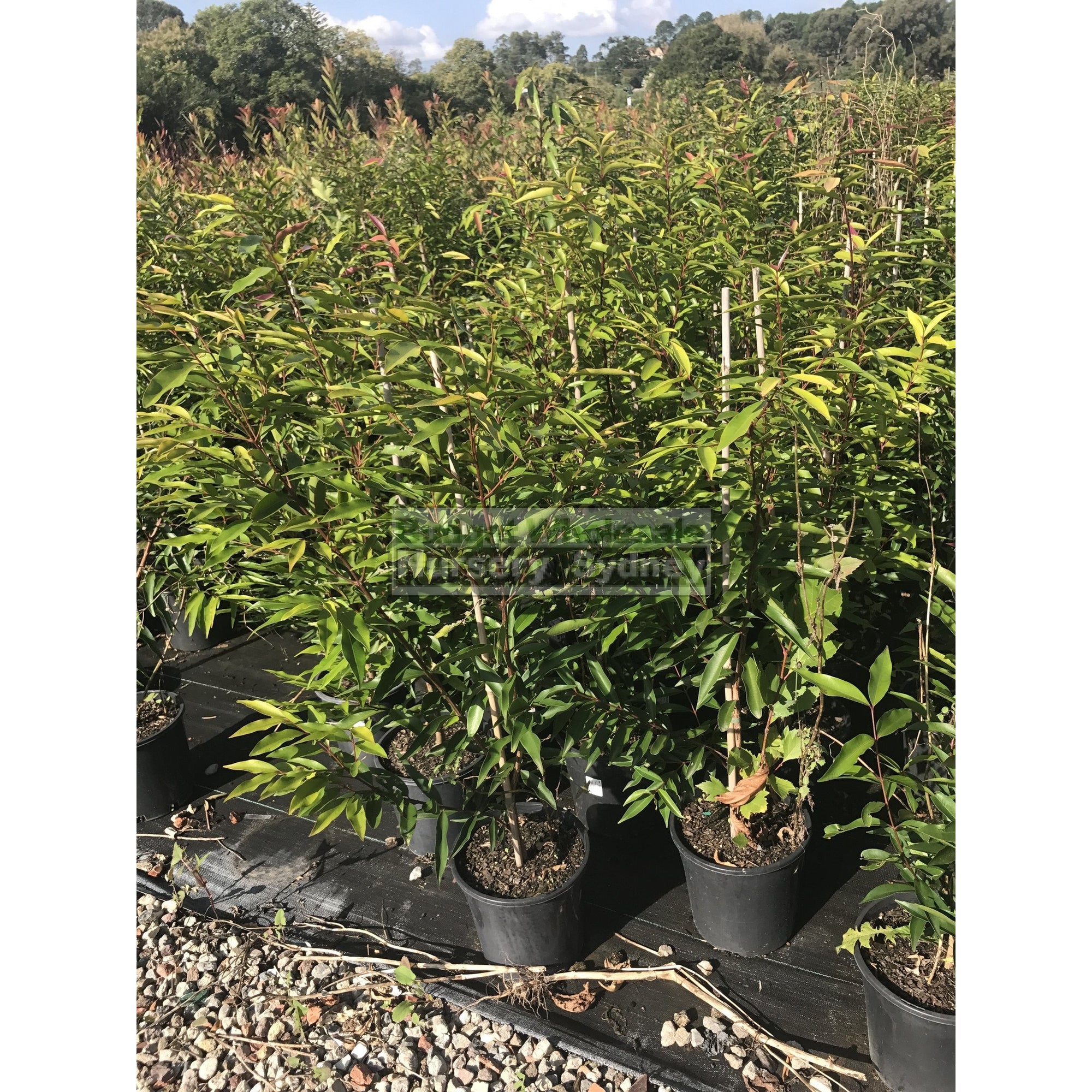 Waterhousia floribunda 200mm pot Weeping Lilly Pilly – BUDGET WHOLESALE ...