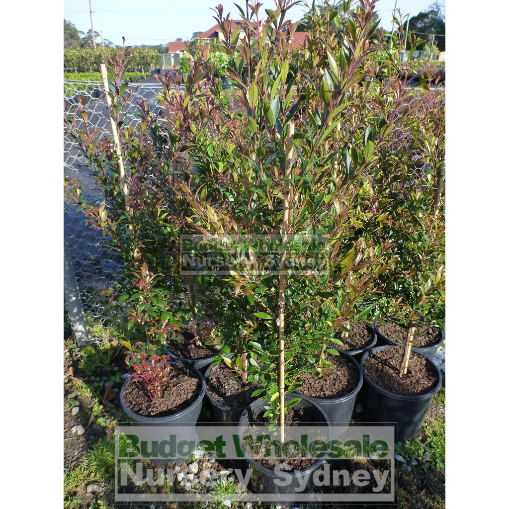 Acmena Smithii Minor 200mm Pot | Budget Wholesale Nursery Sydney