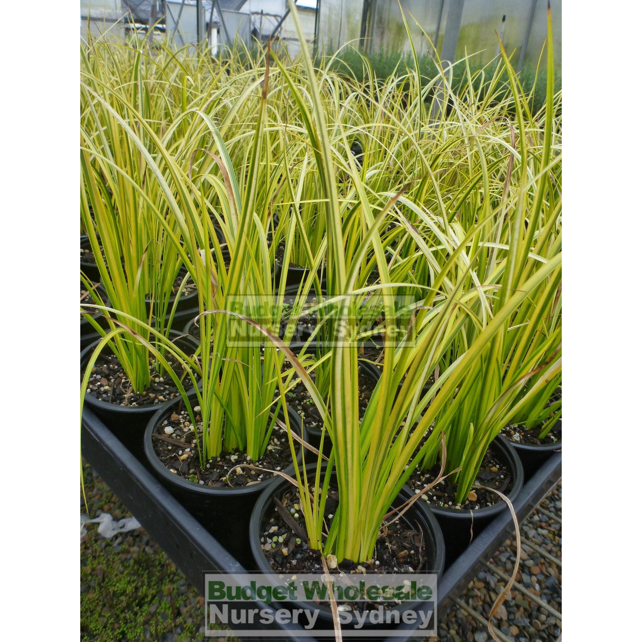 Acorus gramineus 'Ogon' 125mm pots – BUDGET WHOLESALE NURSERY SYDNEY