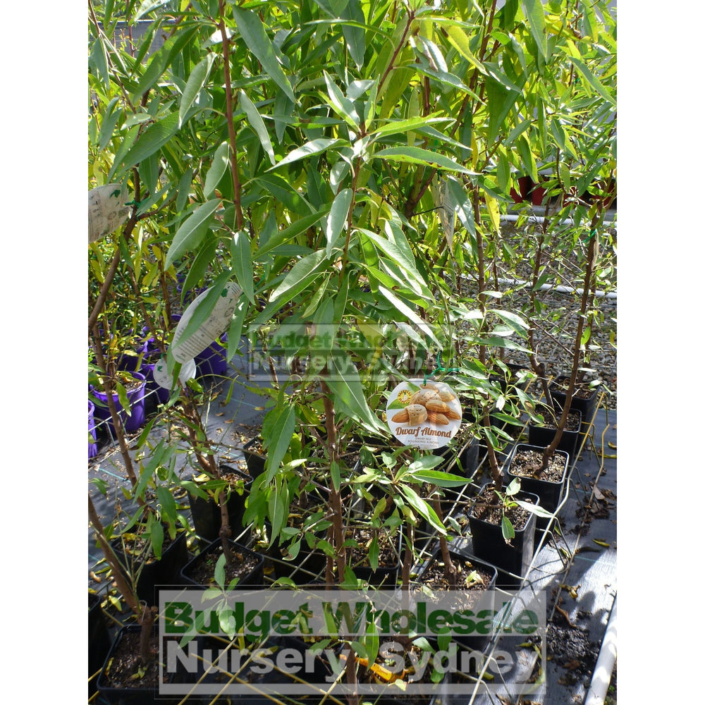 Almond Self Pollinating Dwarf 4ltr – BUDGET WHOLESALE NURSERY SYDNEY