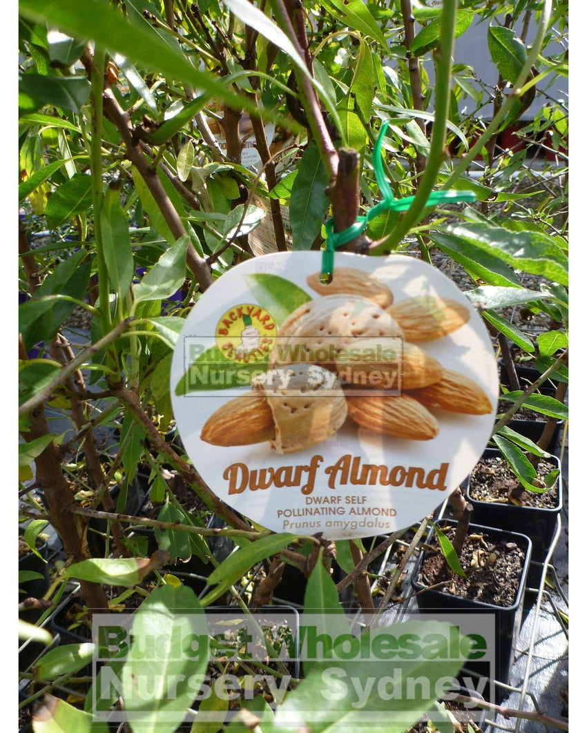 Edible Fruit & Nut Trees and Herbs Range – BUDGET WHOLESALE NURSERY SYDNEY