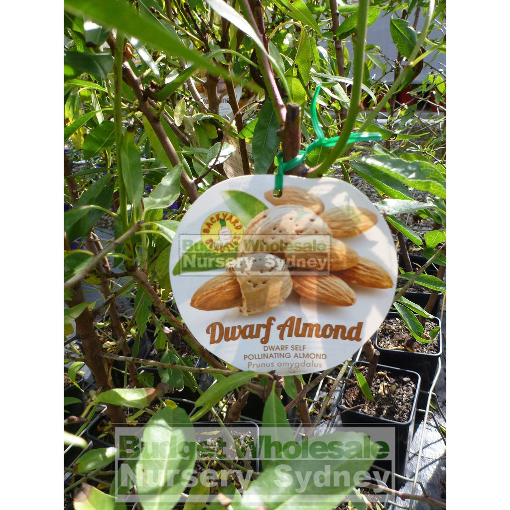 Almond Self Pollinating Dwarf 4ltr | Budget Wholesale Nursery Sydney