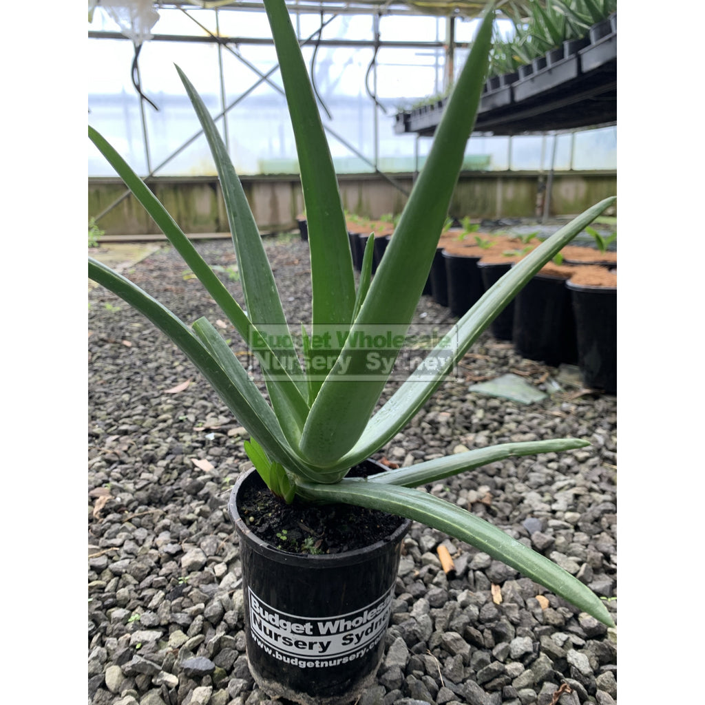 Aloe Vera 150mm pots | Budget Wholesale Nursery Sydney