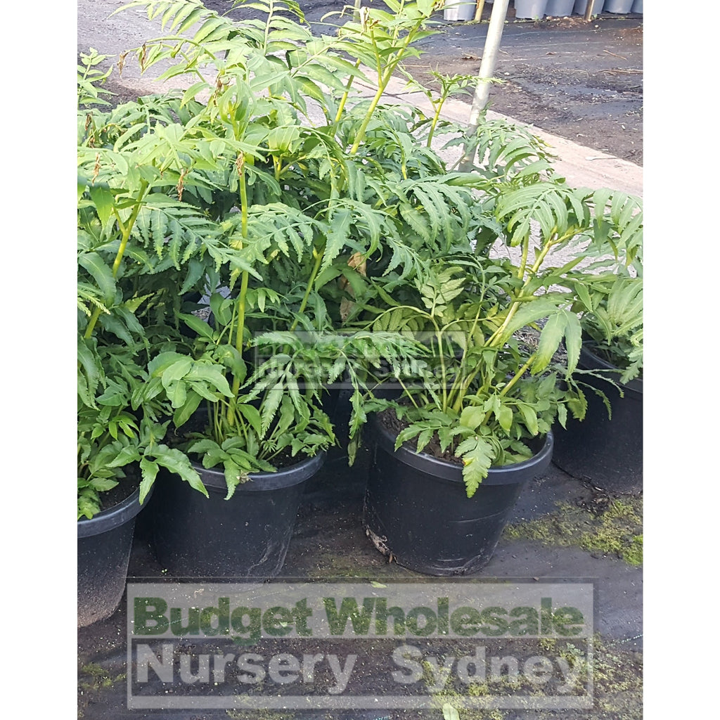 Angiopteris evecta (King Fern) 300mm Pots / 25L – BUDGET WHOLESALE ...