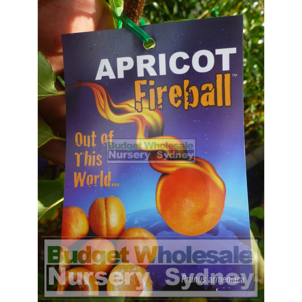 Apricot Tree Fireball 4ltr | Budget Wholesale Nursery Sydney