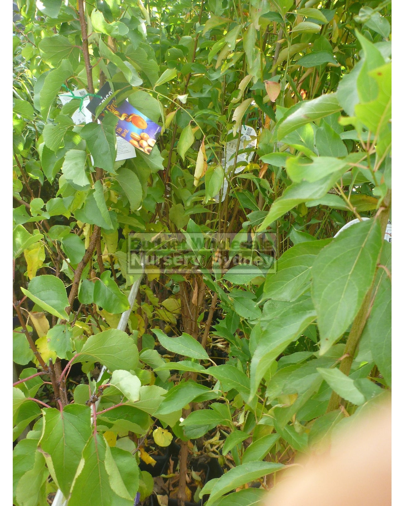 Edible Fruit & Nut Trees and Herbs Range – BUDGET WHOLESALE NURSERY SYDNEY