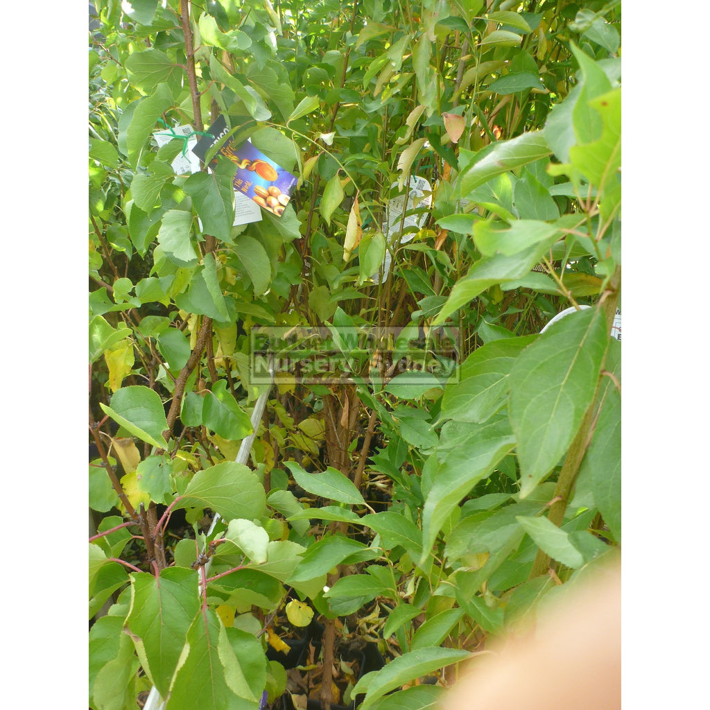 Apricot Tree Fireball 4ltr | Budget Wholesale Nursery Sydney